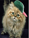 Waptrick.com - Ginger Cat Cute Download Android Live Wallpaper ...