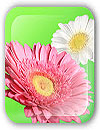 Waptrick.com - Flower Paint Descargar Android Live Wallpaper | Waptrick ...
